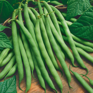 A Complete Guide to Growing Pole Beans: The High-Yield Climbing Vegeta