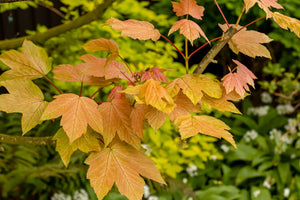 yellow-sycamore-tree-seeds-planting-majestic-100-pcs