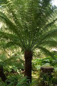 silver-fern-tree-seeds-planting-ornamental-100-pcs