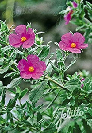 Tauric Rock Rose Seeds – Helianthemum tauricum for Your Rock Garden