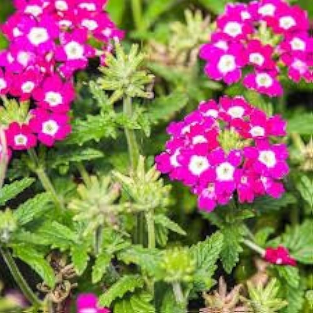 Verbena Hybrida Verbena spp. Seeds for Planting - Order Now