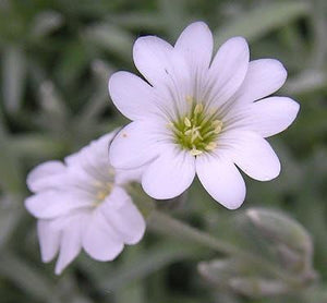Chickweed Plant Stellaria media Seeds for Planting - Shop Now