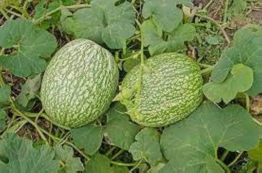 Shark Fin Melon Seeds – Unique Fruit for Vegetable Gardens
