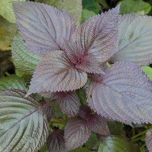 Purple Perilla Flower seeds for Planting - Cottage Garden E
