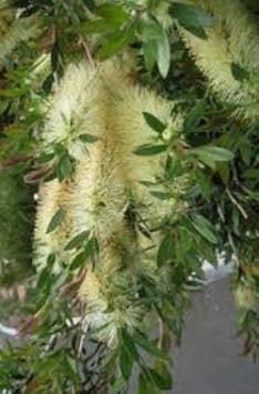Green Callistemon Flower seeds for Planting - Vibrant Colors