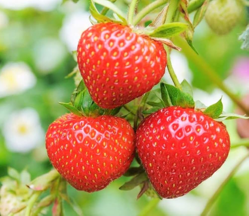 Toscana Strawberry Seeds – Sweet Balcony Crop