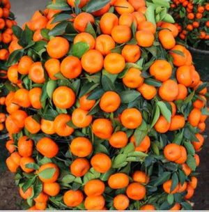 Climbing Orange Tree Seeds – Sweet, Tangy Fruits for Gardens