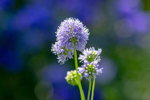 Globe Gilla Seeds – Grow Stunning Globe-Shaped Flowers