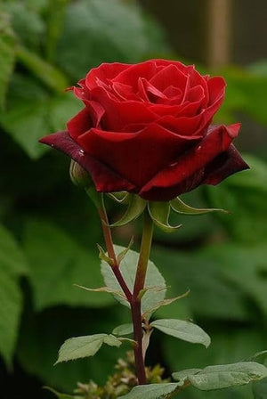Red-Edge Rose Rosa spp. Seeds for Planting - Buy Now