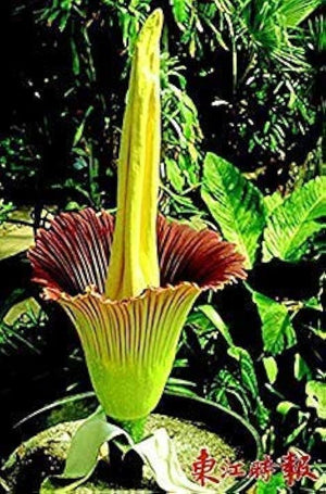 Corpse Flower Seeds – Amorphophallus titanum for Botanical Gardens