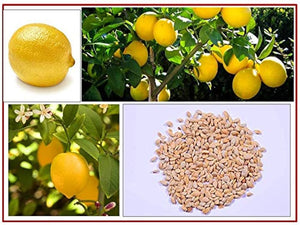Rainbow Lemon Seeds, Lemon Tree Seeds, Bonsai Fruit, Home Garden ...