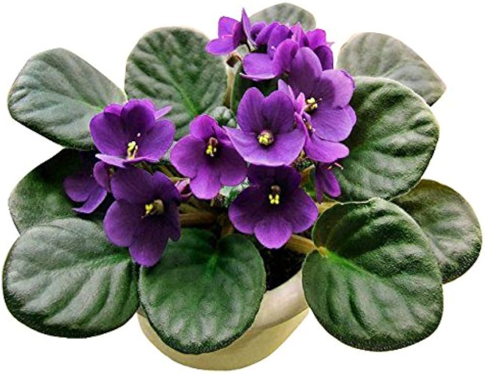 Violet Matthiola incana Seeds – Perennial Herb Blooms
