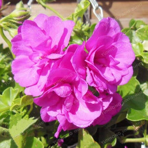 Purple Univalve Geranium Seeds Pelargonium for Planting - Buy Now