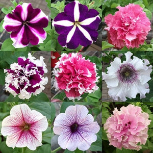 EZ Rider Frilly Ruffle Mix Petunia Seeds – Unique Frilled Blooms