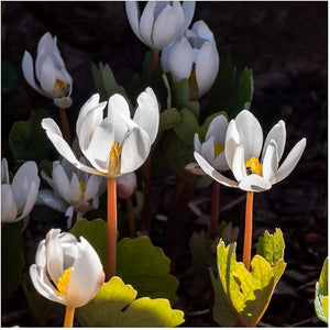 Bloodroot Wildflower Sanguinaria canadensis Seeds for Planting - Order Now