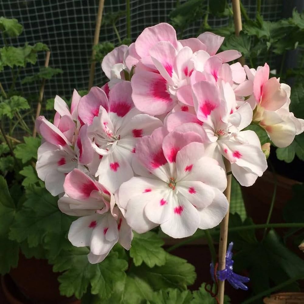 White Geranium Seeds – Pure Garden Beauty