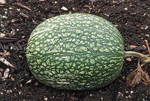 Shark Fin Melon Fruit Benincasa hispida Seeds for Planting - Shop Now