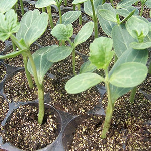 Giant Watermelon Neri Tiranno King Super Dolci Seeds - Shop Now