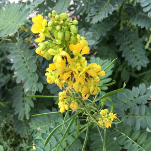 Wild Senna Senna hebecarpa Seeds for Planting - Buy Now