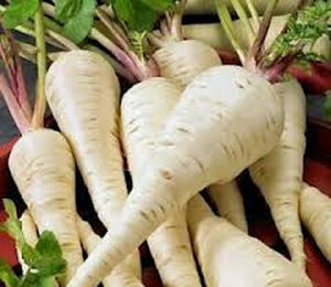 Harris Model Parsnip Seeds – Heirloom Root Vegetable