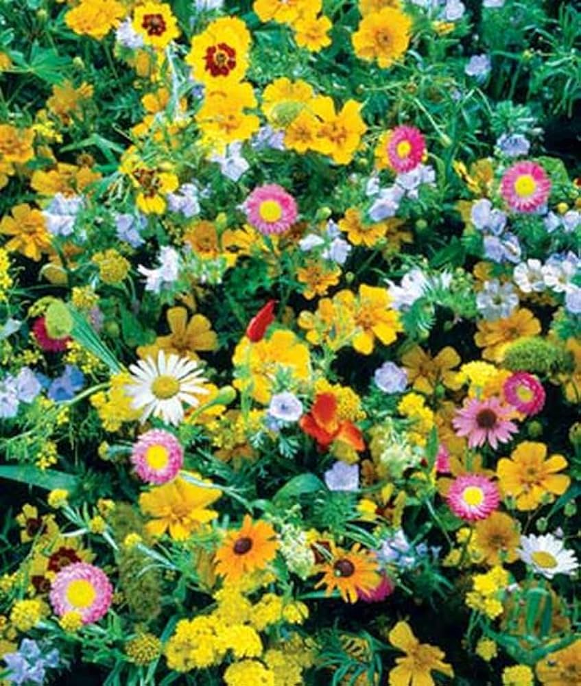 Partial Shade Wildflower Mix Seeds – Plant Beauty