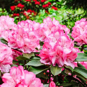 Rare 12 Varieties Azalea Seeds DIY Garden - Shop Now