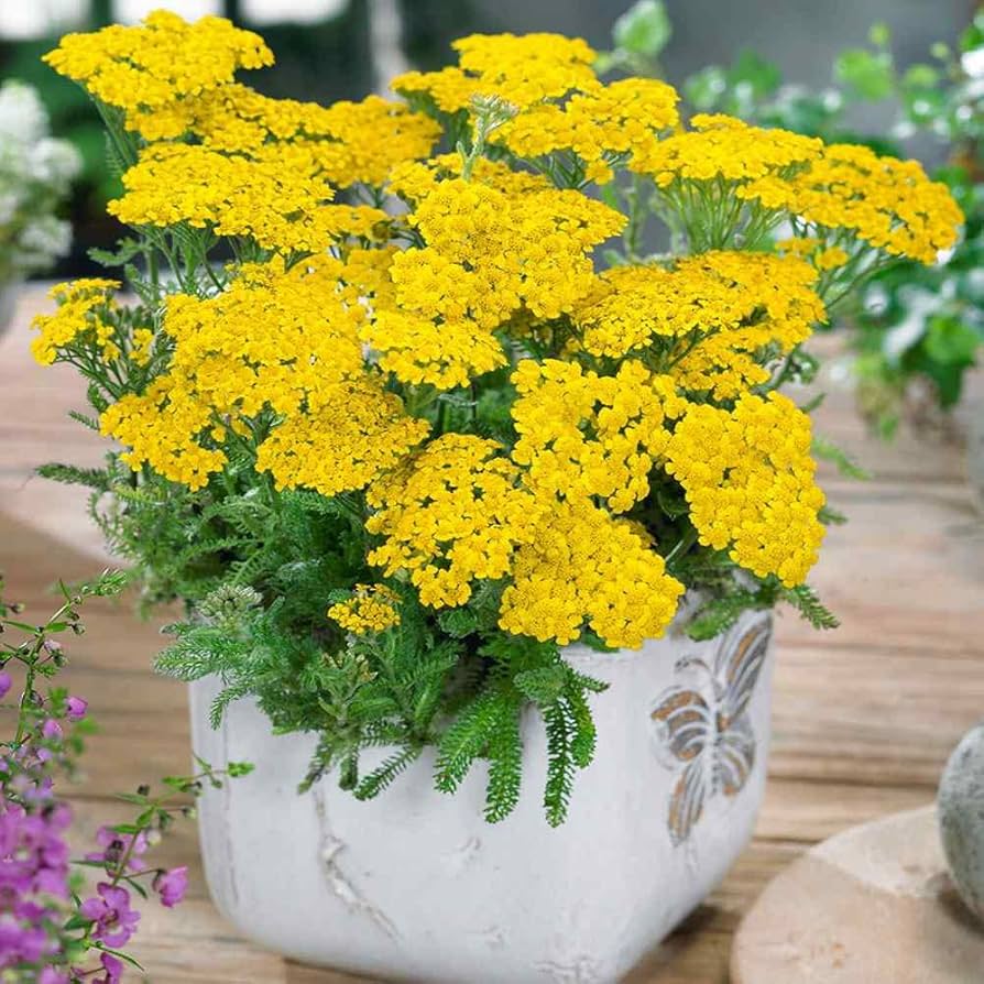 Yellow Yarrow Seeds – Hardy Garden Blooms