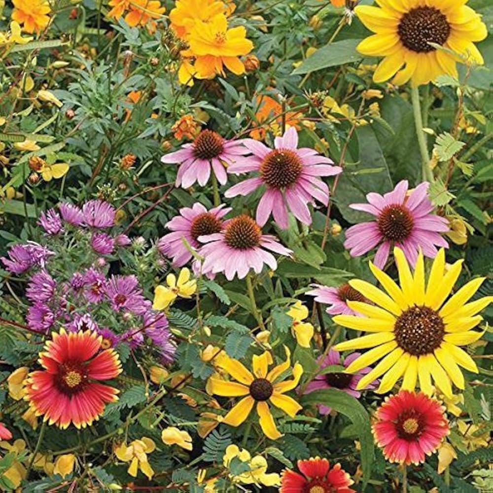 Partial Shade Wildflower Mix Seeds – Plant Beauty
