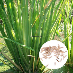Zizania Latifolia Aquatic Vegetable Seeds - Shop Now