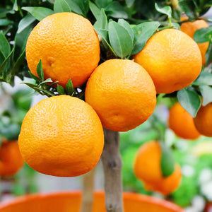 Buy Mandarin Orange Seeds - Cold Hardy Satsuma Orange, Citrus Unshiu ...