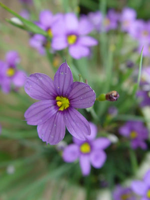 Sisyrinchium Bellum Seeds – Native Grass Blooms