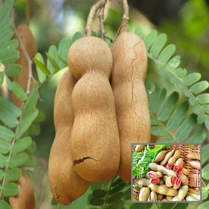 Orchid Tamarind Tree Seeds – Tropical Shade Tree