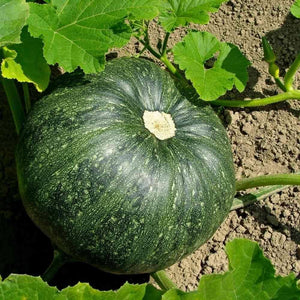 Calabaza Pumpkin Seeds – Hearty Garden Yield