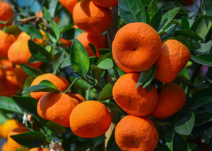 Mandarin Dream Seeds – Sweet and Tangy Fruit for Gardens
