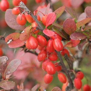 Buy Berberis Aristata Seeds – Indian Barberry Tree, Turmeric, Attracts ...