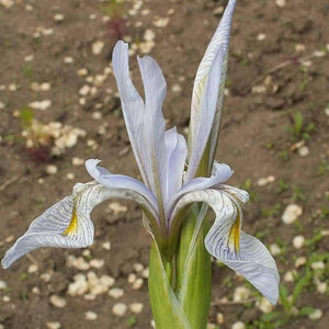 Iris Seeds – Iris spp for Your Flower Bed