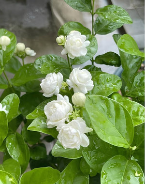 Jasmine Flower Seeds – Jasminum spp for Indoor and Outdoor Gardens