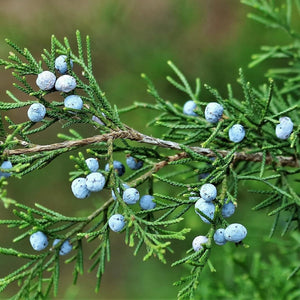 Buy Common Junipers Seeds (Juniperus Communis) – Evergreen Tree Shrub ...