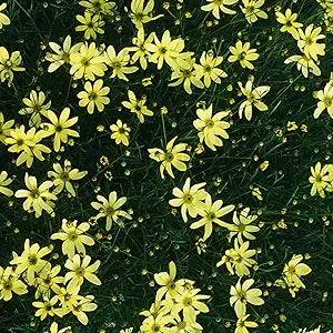 Coreopsis Plant Coreopsis spp. Seeds for Planting - Buy Now