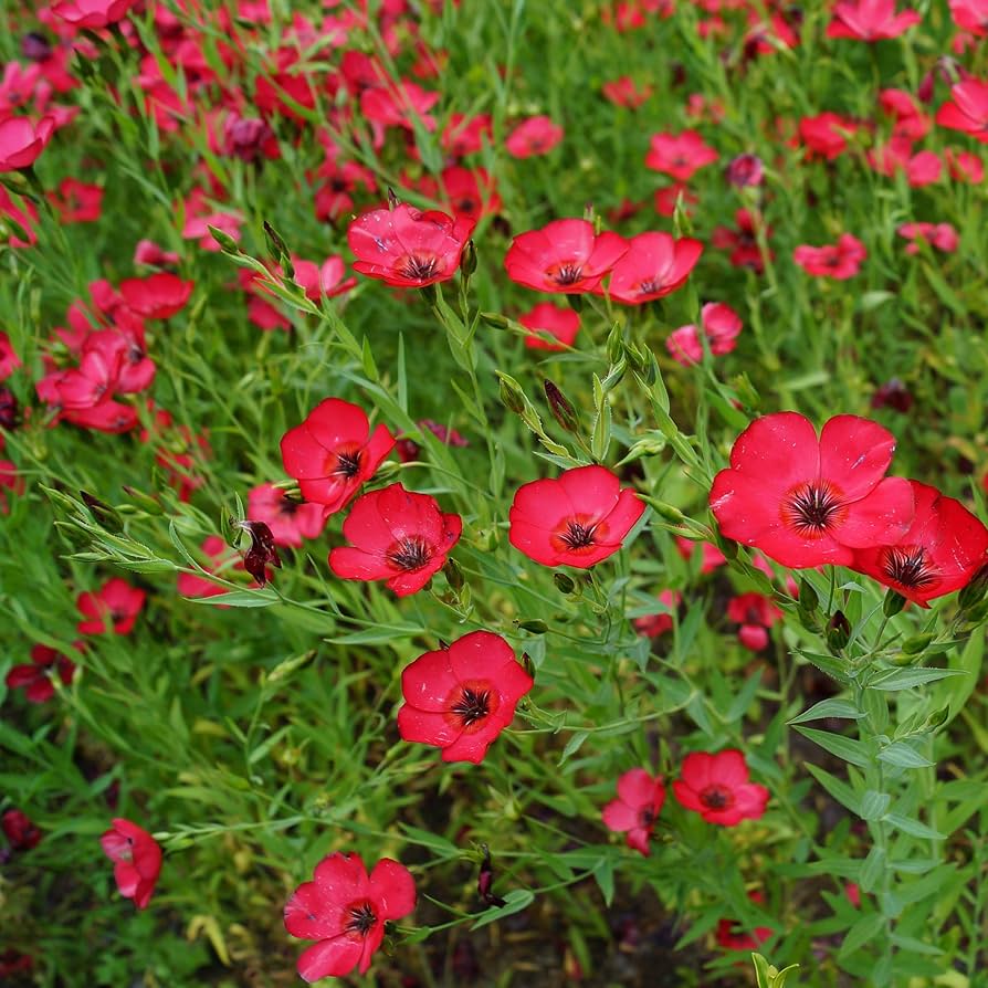 Scarlet Flax Seeds for Flower Beds – Shop Now
