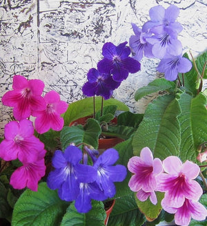 Italy Cape Primrose Seeds – Streptocarpus for Indoors