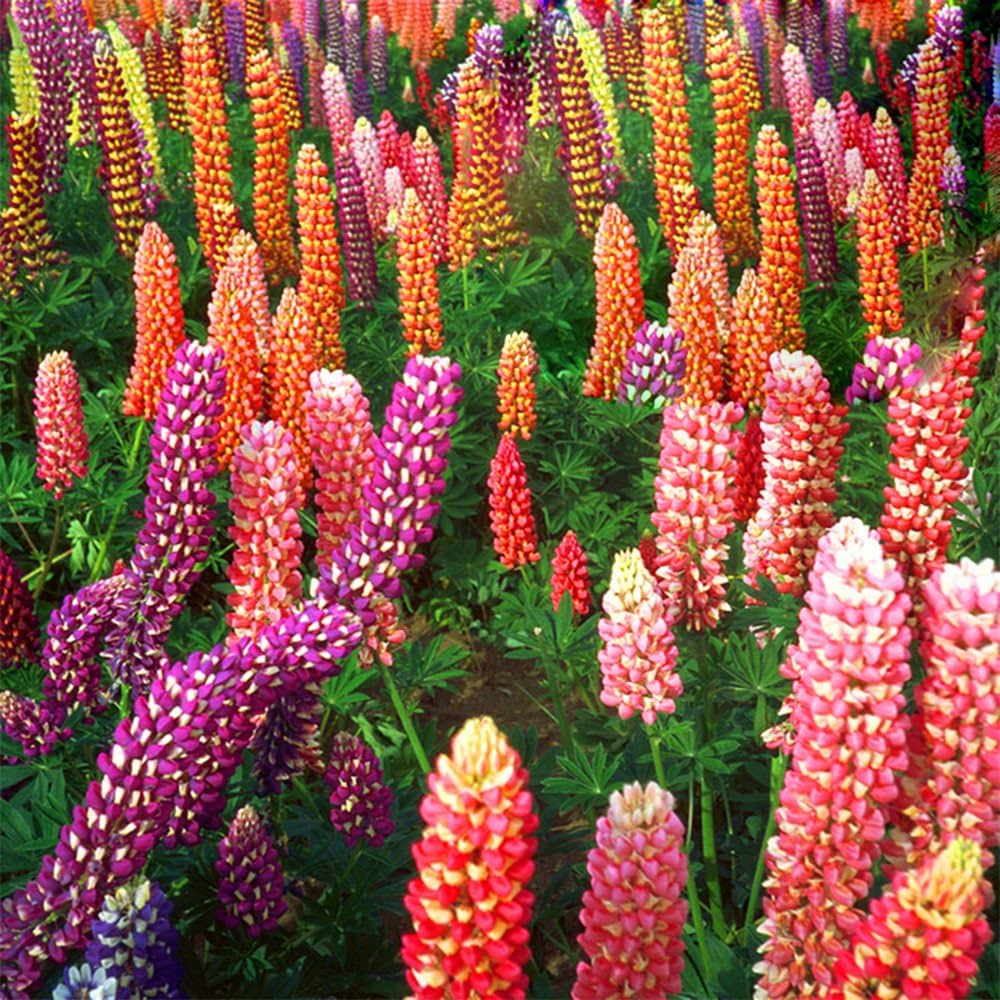 Russell Lupine Mix Seeds – Colorful Blooms for Flower Beds