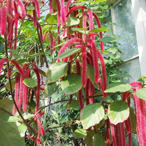 Acalypha Pendula Acalypha pendula Seeds for Planting - Shop Now