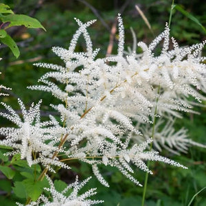 Dwarf Goat’s Beard Aruncus dioicus Seeds for Planting - Shop Now