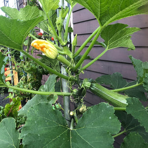 Buy Climbing Zucchini Seeds – Long Courgette for Vertical Gardens