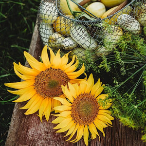 Mars Sunflower Helianthus annuus Seeds for Planting - Shop Now