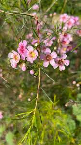 wax-flower-seeds-planting-guide-100-pcs