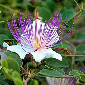 Caper Seeds – Blue Flower Variety for Planting