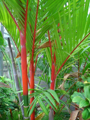 Costa Rica Red Bamboo Seeds – Exotic Landscape Bamboo