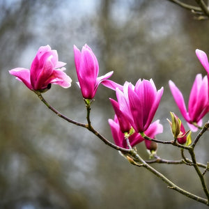Northern Magnolia Tree Seeds – Evergreen Fragrant Blooms for Garden